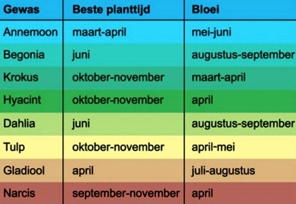 BOLLEN, KNOLLEN EN WORTELSTOKKEN – Altijd Groen